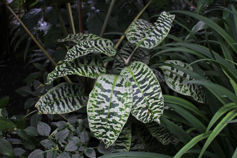 Zebra Striped Dragon Tree (Dracaena goldieana) - Garden.org