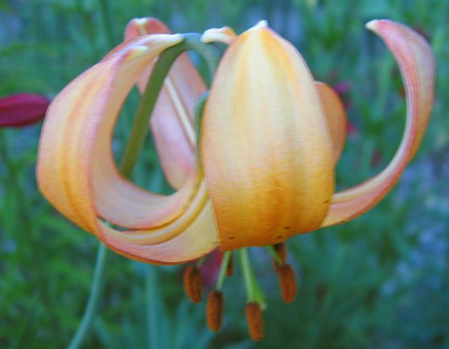 my lily seedlings 2017 in the Lilies forum - Garden.org