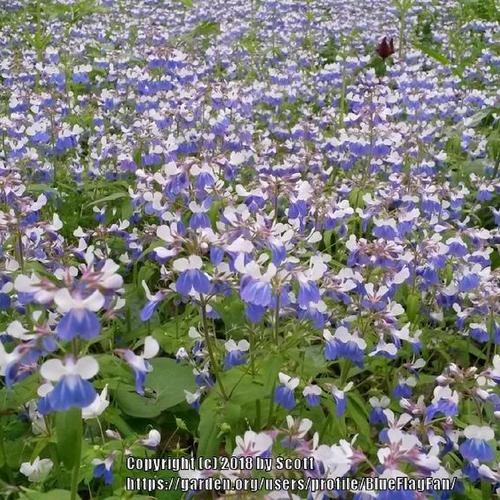 Blue-Eyed Mary (Collinsia verna) - Garden.org