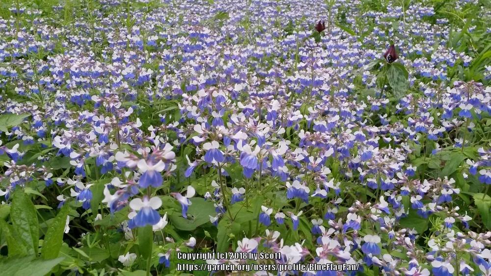Blue-Eyed Mary (Collinsia verna) - Garden.org