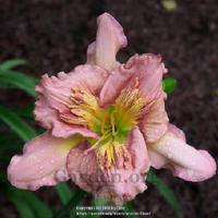 Photo of the bloom of Daylily (Hemerocallis 'Sculpted in Vermont') posted by Char - Garden.org