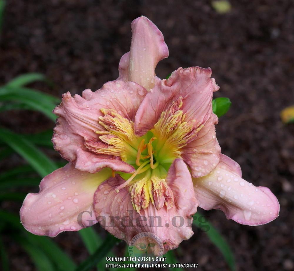 Daylily (Hemerocallis 'Sculpted in Vermont') in the Daylilies Database - Garden.org