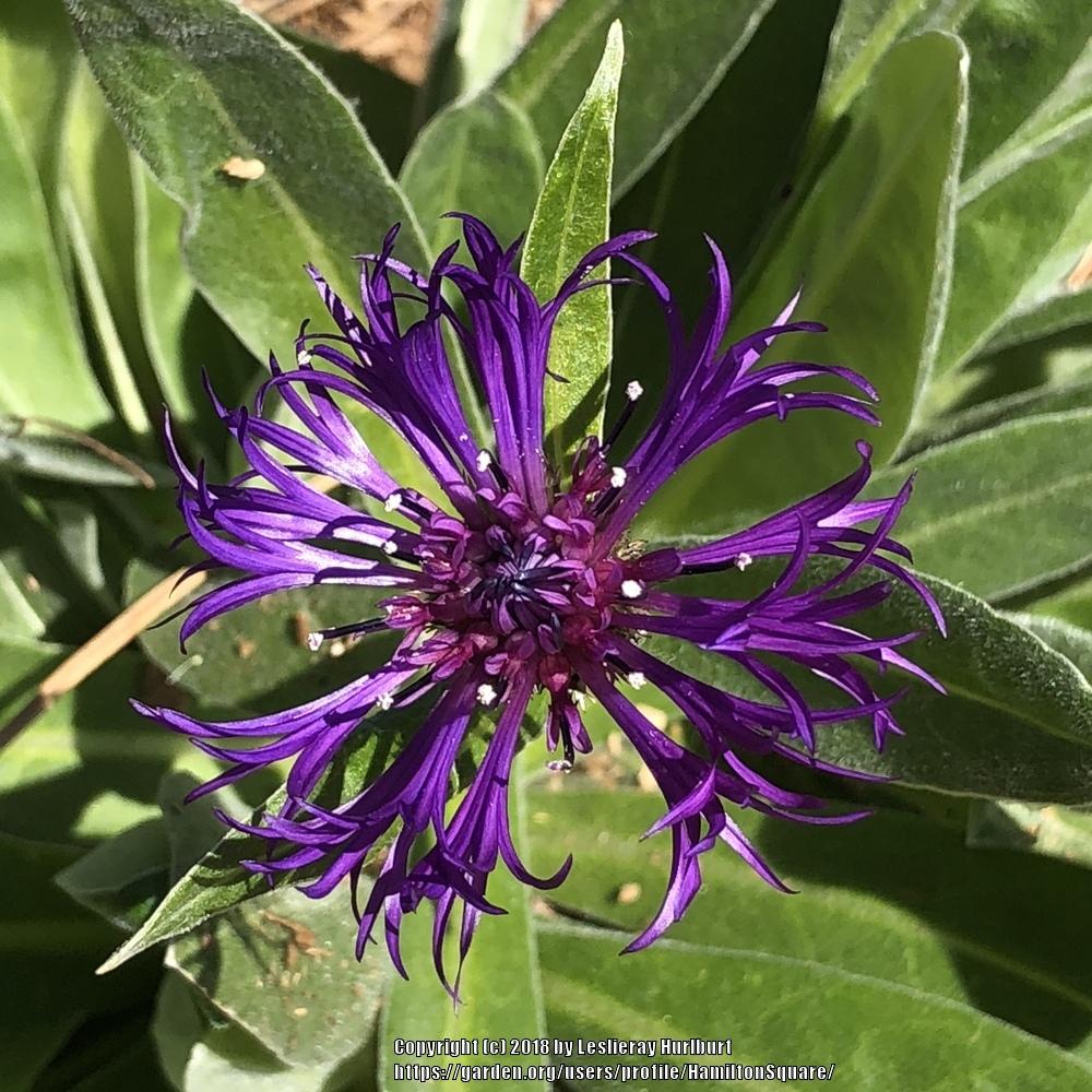 Photo of the bloom of Mountain Cornflower (Centaurea montana 'Amethyst ...