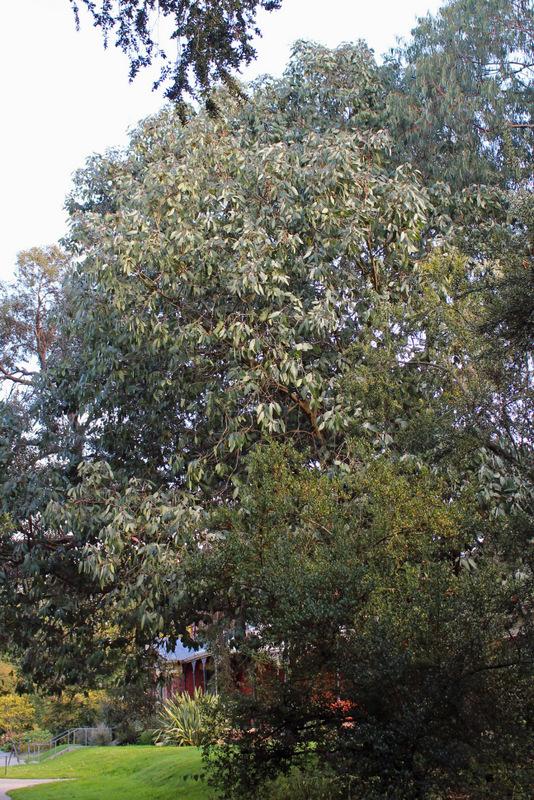 Omeo Gum (Eucalyptus neglecta) - Garden.org