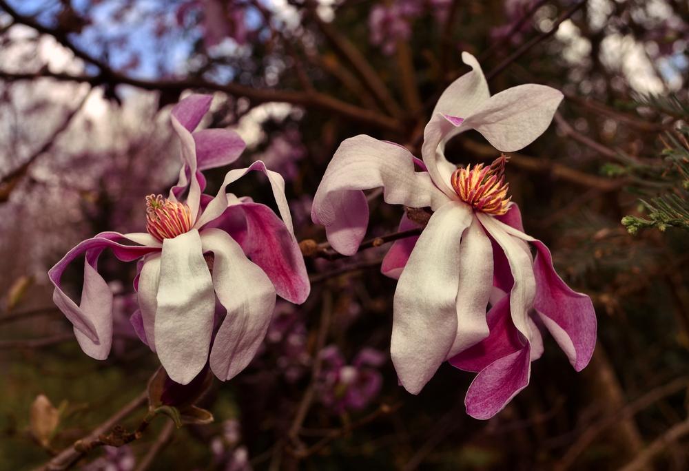 Photo of the bloom of Loebner Magnolia (Magnolia x loebneri 'Leonard ...
