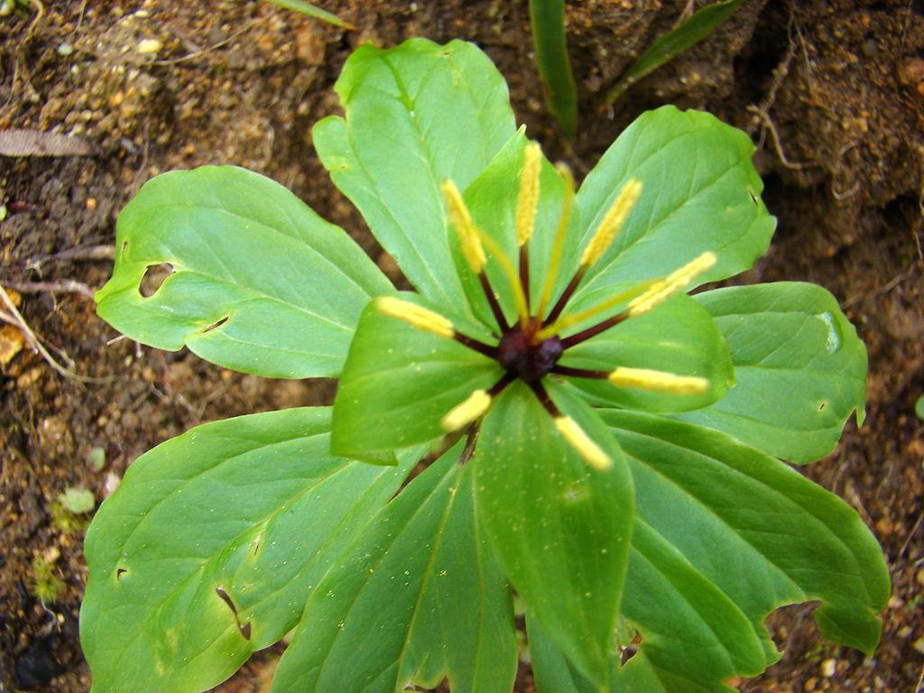 Paris (Paris incompleta) - Garden.org