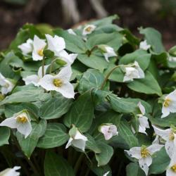 Photo of the entire plant of Brook Wakerobin (Pseudotrillium rivale ...