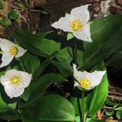 Photo of the entire plant of Brook Wakerobin (Pseudotrillium rivale ...