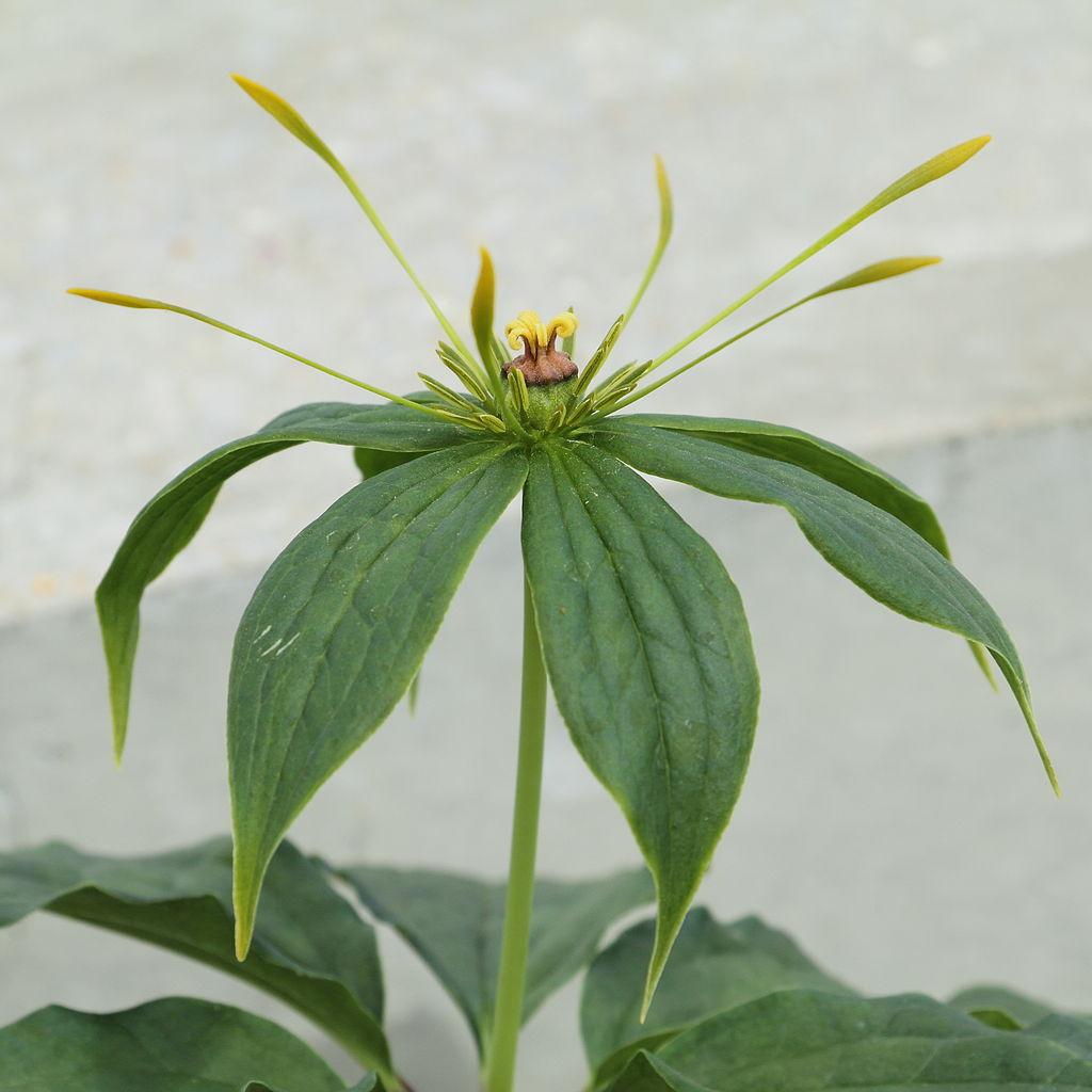 Paris (Paris polyphylla var. chinensis) - Garden.org