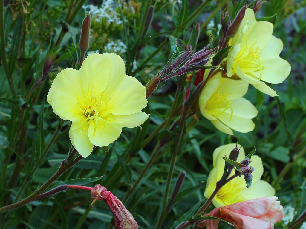 Evening Primrose (Oenothera stricta) in the Oenotheras Database ...