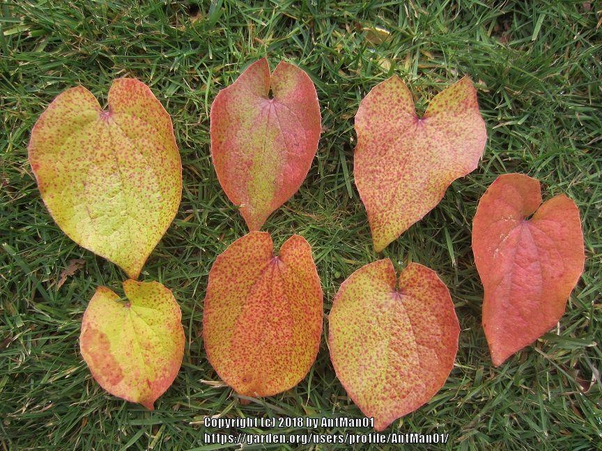 Photo of the fall color of Bishop's Hat (Epimedium 'Warleyense') posted ...
