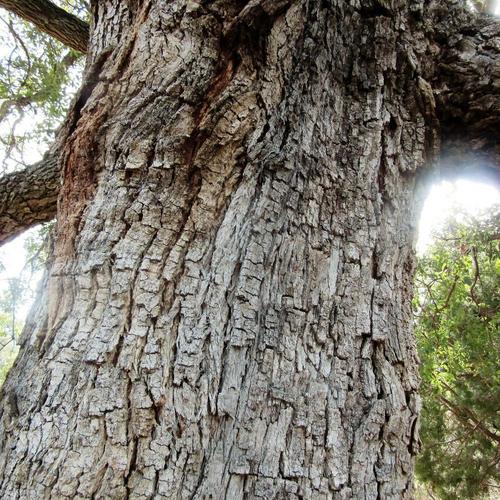 Arizona Oak (Quercus arizonica) - Garden.org