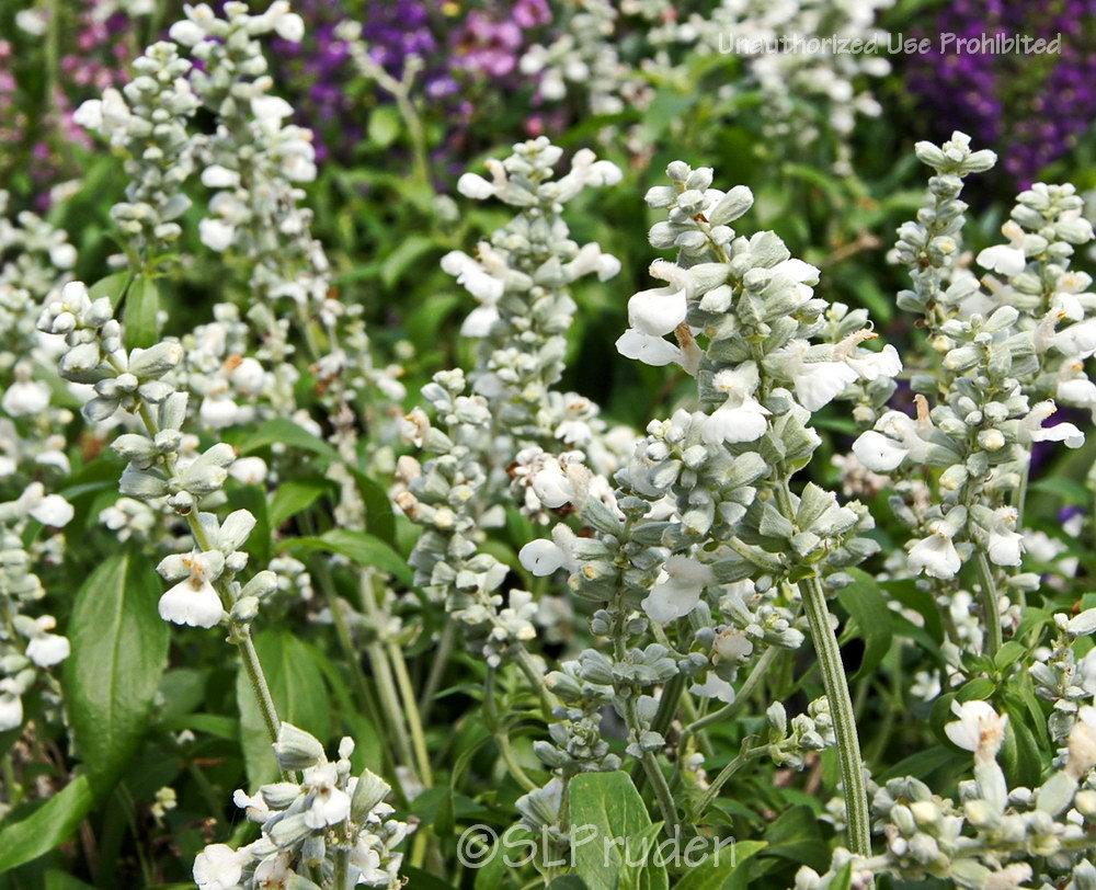 Salvia (Salvia farinacea Cathedral® White) in the Salvias Database ...
