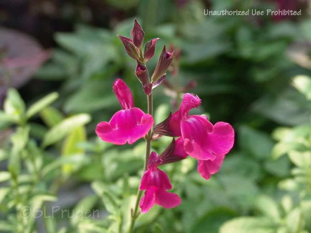 Autumn Sage (Salvia greggii Stampede™ Cherry) in the Salvias Database ...