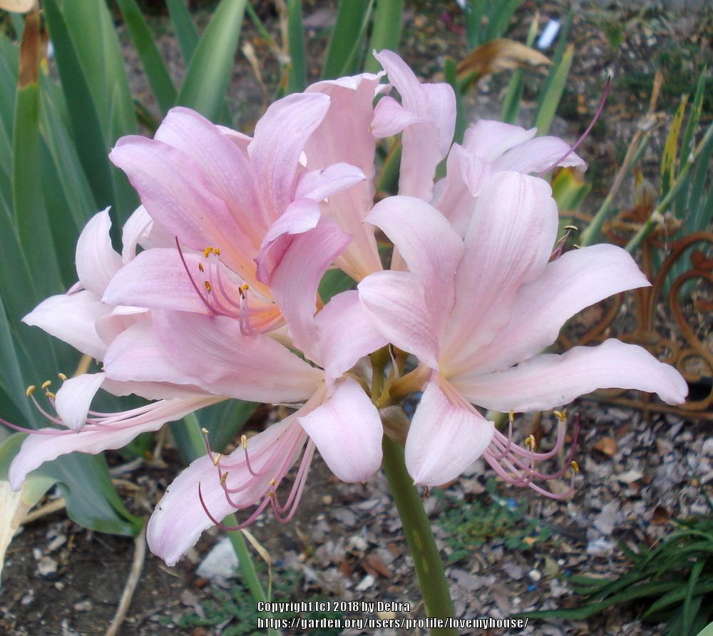 Surprise Lilies (Lycoris): Plant Care and Collection of Varieties ...