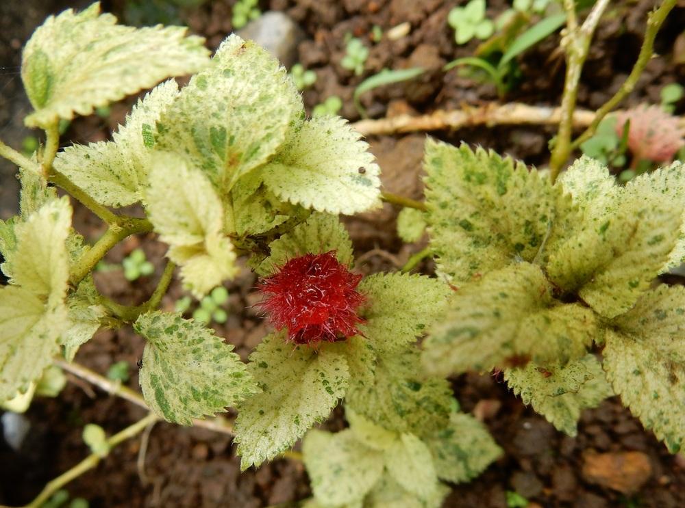 Dwarf Chenille (Acalypha chamaedrifolia) - Garden.org