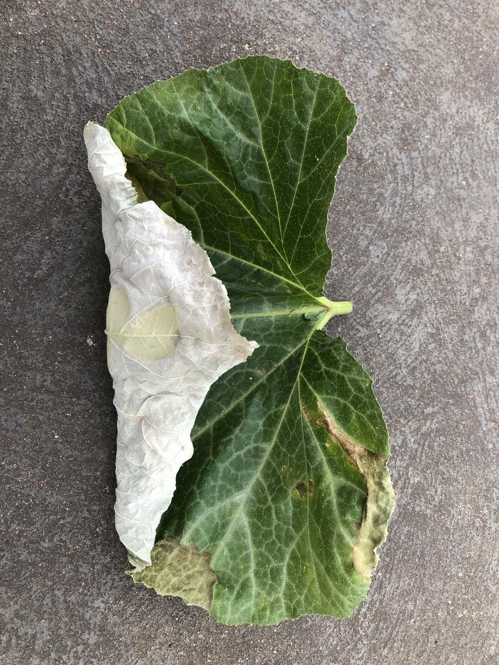 Please help identify this butternut squash leaf disease? in the ...