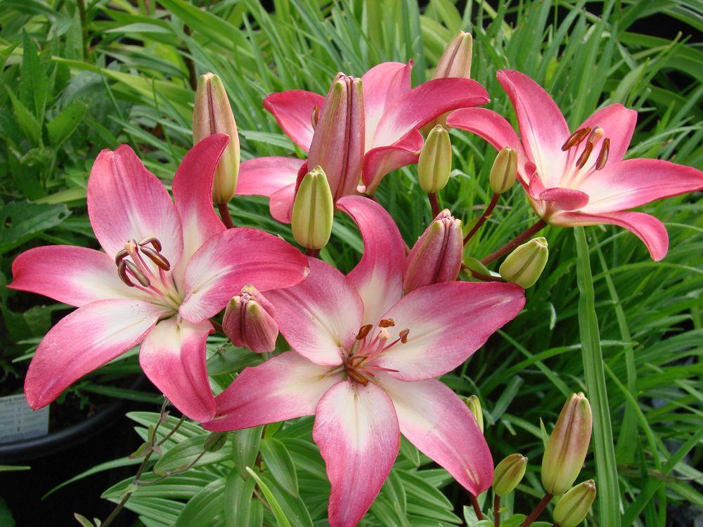 Photo of the bloom of Lily (Lilium Lily Looks™ Tiny Diamond) posted by ...