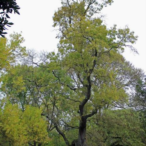 Narrow-Leaved Ash (Fraxinus angustifolia) - Garden.org