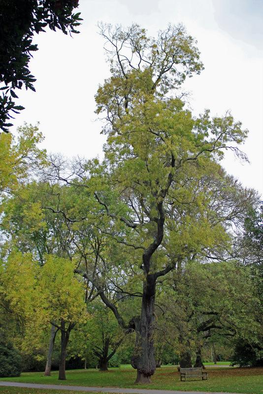 Narrow-Leaved Ash (Fraxinus angustifolia) - Garden.org