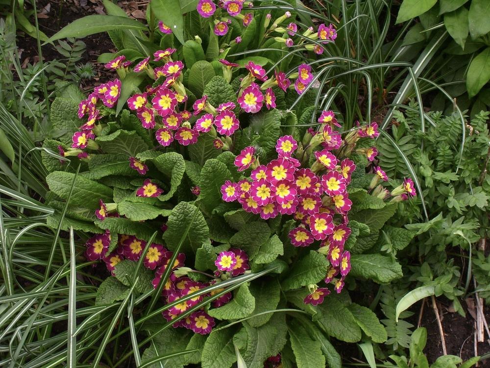 Polyanthus Primrose (Primula elatior subsp. elatior) in the Primroses ...