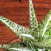 Photo of the entire plant of Aloe 'Lizard Lips' posted by ...