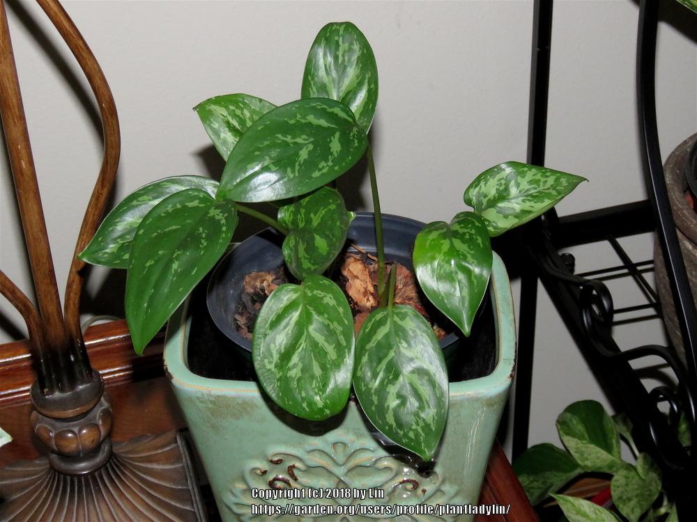 Aglaonemas: Plant Care and Collection of Varieties - Garden.org