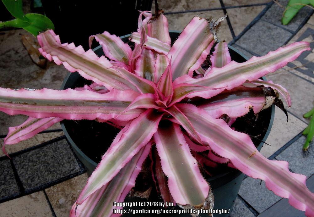 Photo of the entire plant of Earth Star (Cryptanthus bivittatus 'Pink ...