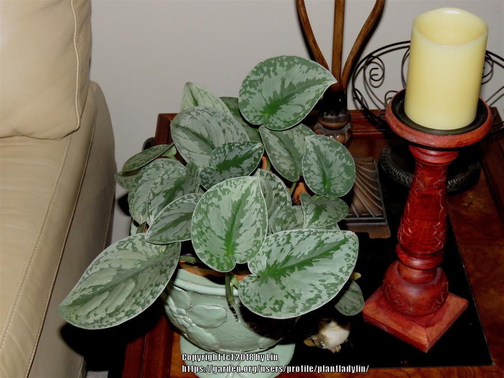 Photo of the entire plant of Silver Philodendron (Scindapsus pictus ...