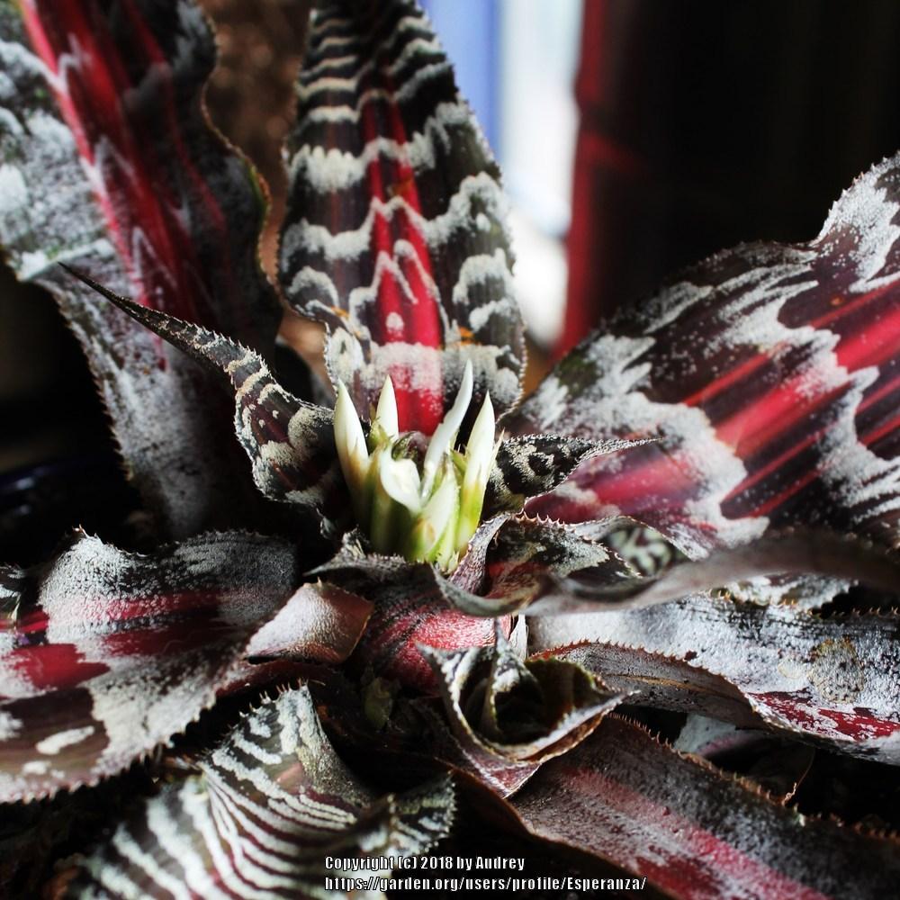 Earth Star (Cryptanthus 'Yasira') - Garden.org