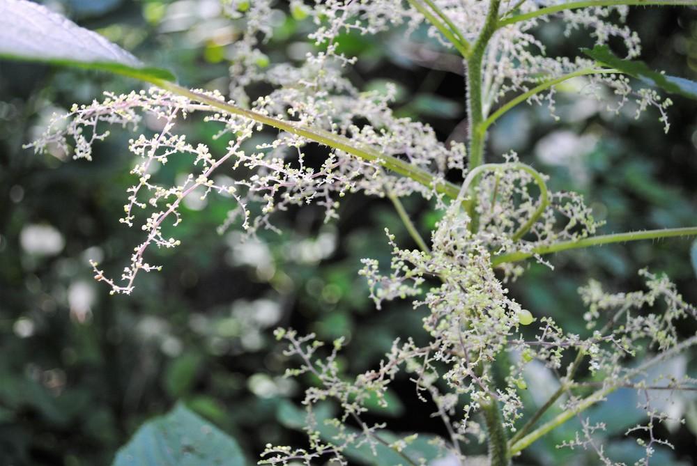 Photo of the bloom of Canadian Wood Nettle (Laportea canadensis) posted ...
