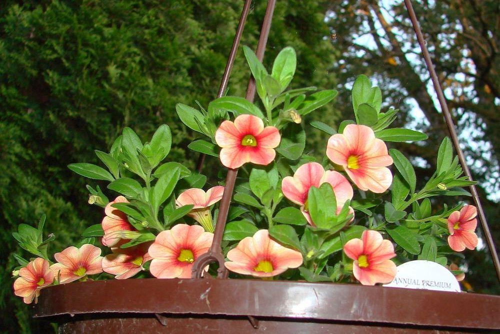 Million Bells (Calibrachoa Aloha® Volcano Sunset) in the Calibrachoas ...