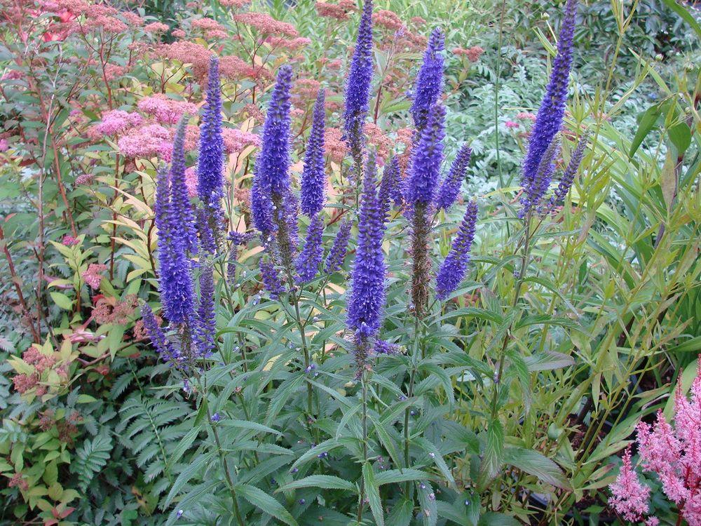 Photo of the entire plant of Garden Speedwell (Veronica longifolia ...