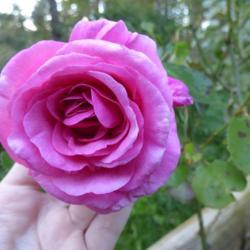 Rose (Rosa 'Social Climber') in the Roses Database - Garden.org