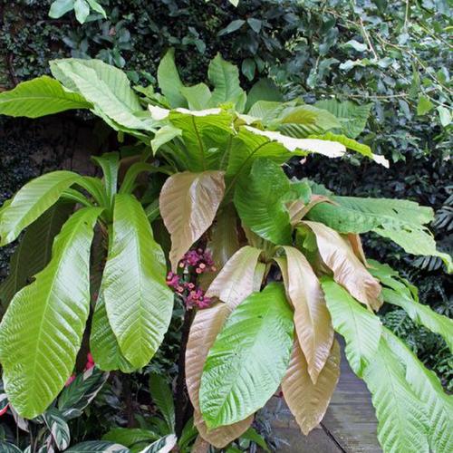 Gustavia longifolia - Garden.org