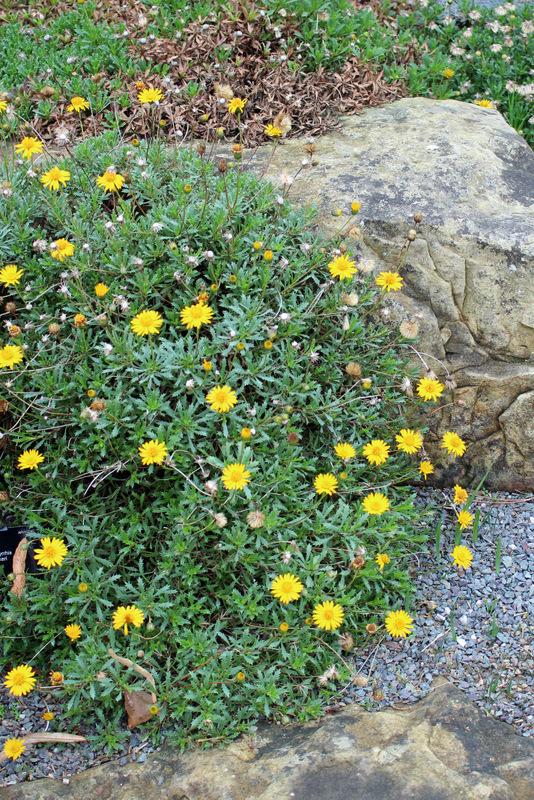 Haplopappus glutinosus - Garden.org