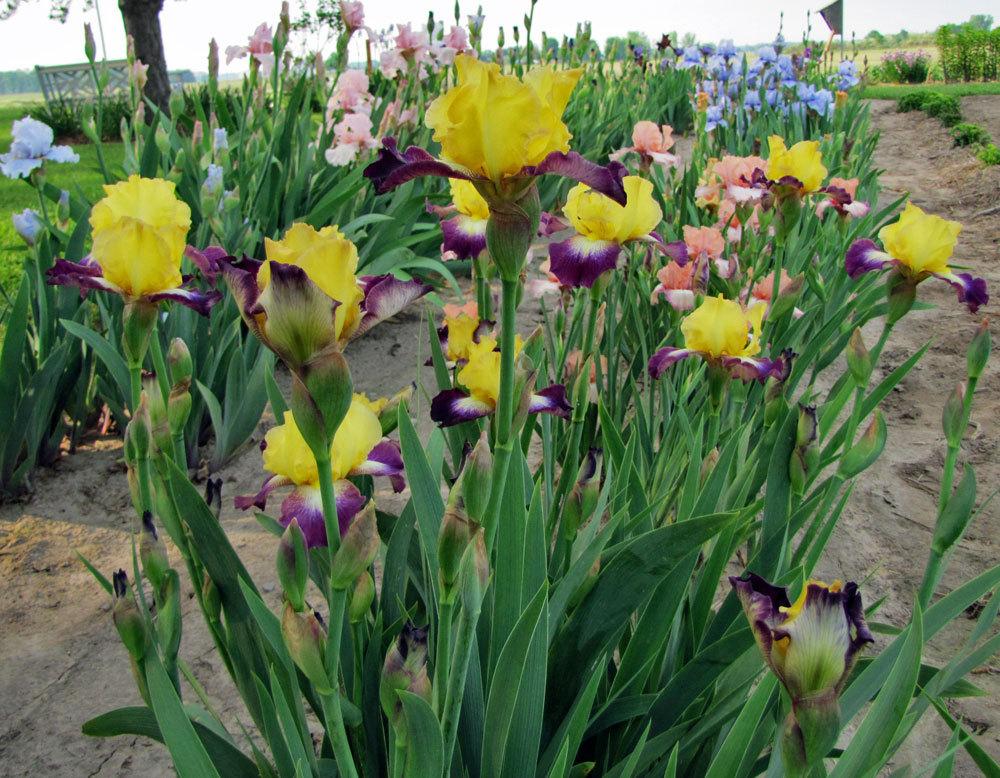 Border Bearded Iris (Iris 'Go for Bold') in the Irises Database ...