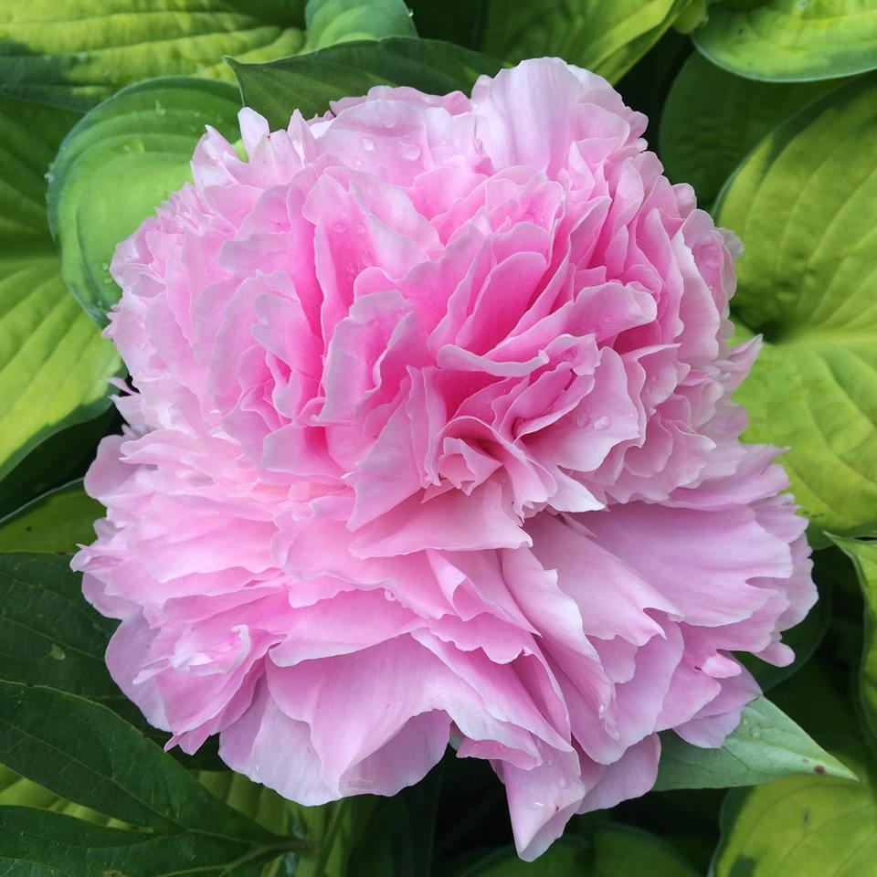 Peony (Paeonia lactiflora 'Pink Giant') in the Peonies Database ...
