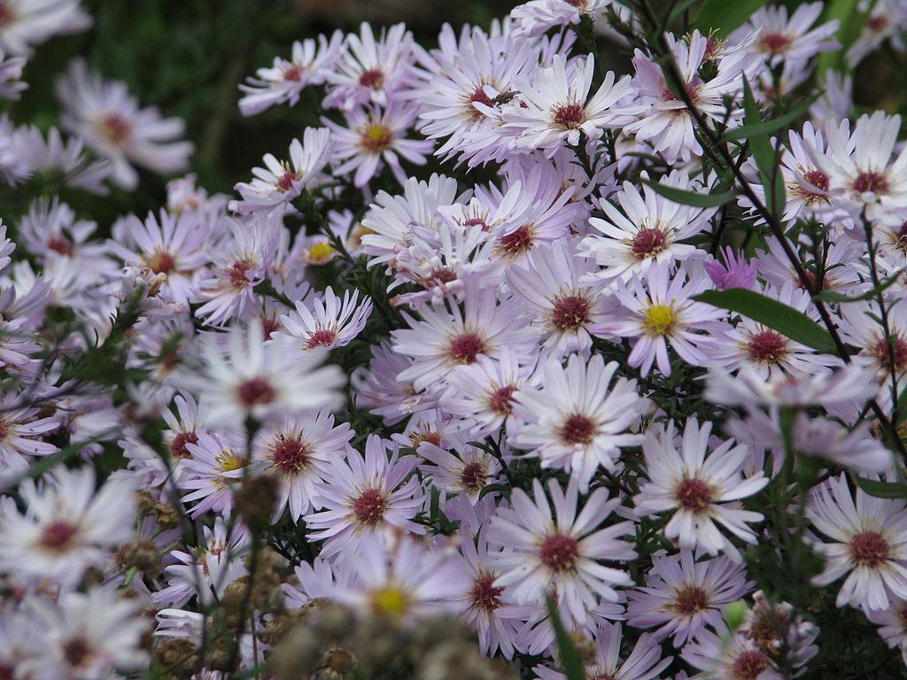 Aster (Symphyotrichum 'Vasterival') in the Asters Database - Garden.org