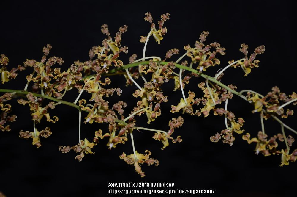 Orchid (Dendrobium discolor subsp. discolor) - Garden.org