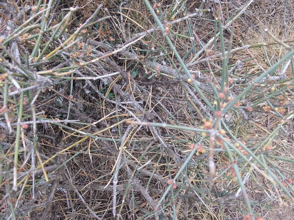 Plant ID in the Plant ID forum - Garden.org