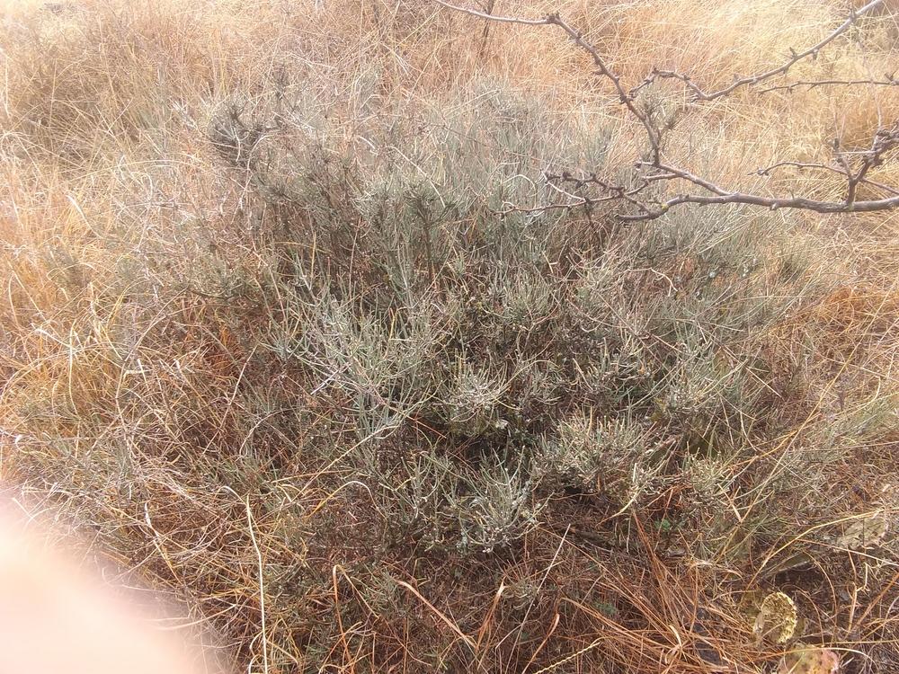 Plant ID in the Plant ID forum - Garden.org