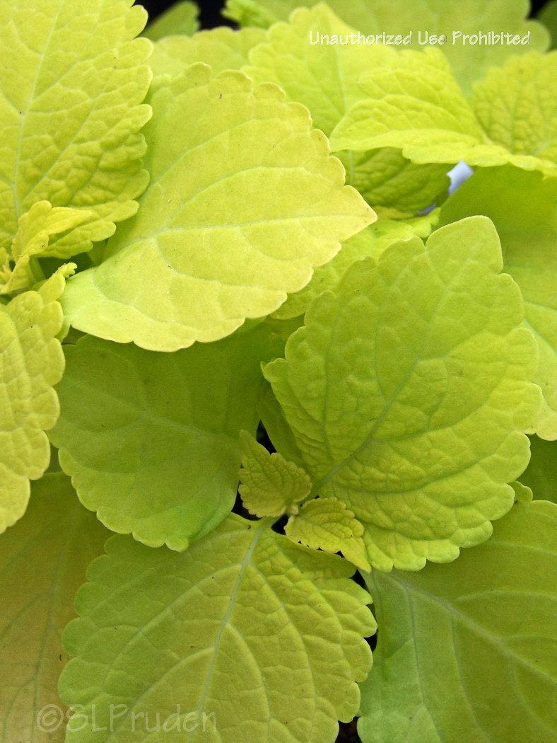 Coleus (Coleus scutellarioides 'Solar Shade') in the Coleus Database ...