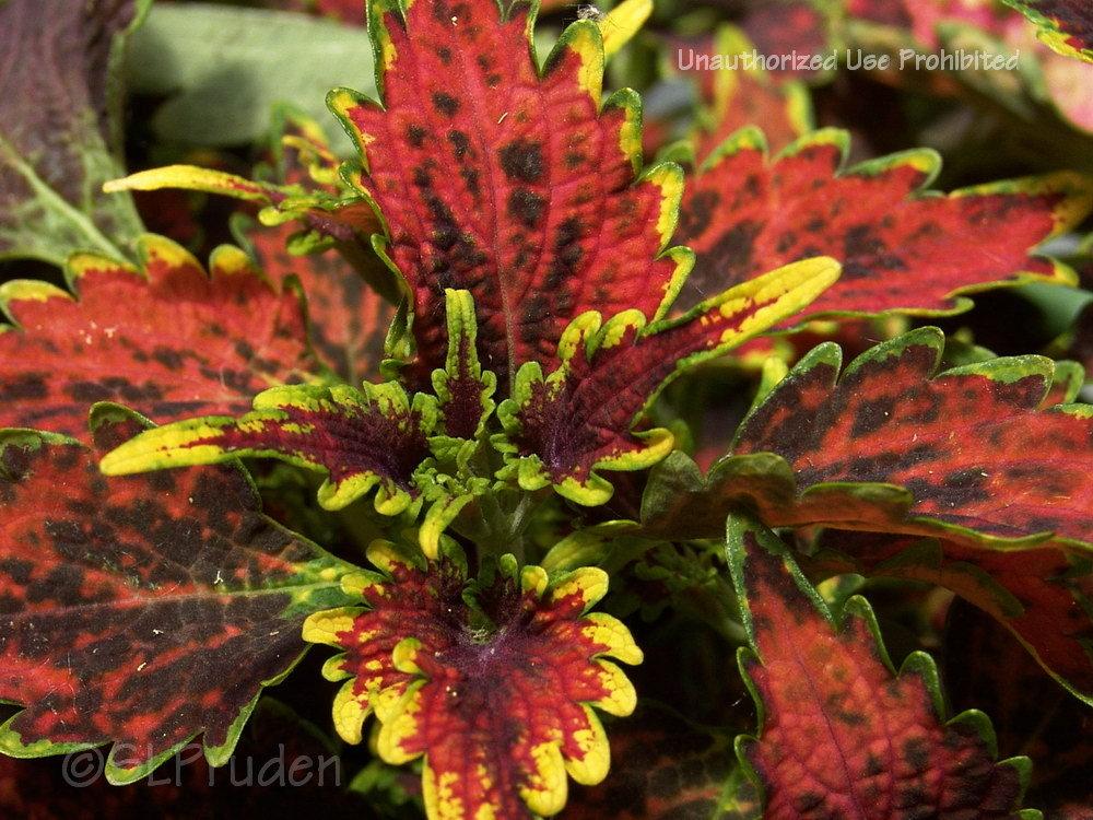 Coleus (Coleus scutellarioides 'Sky Fire') in the Coleus Database ...