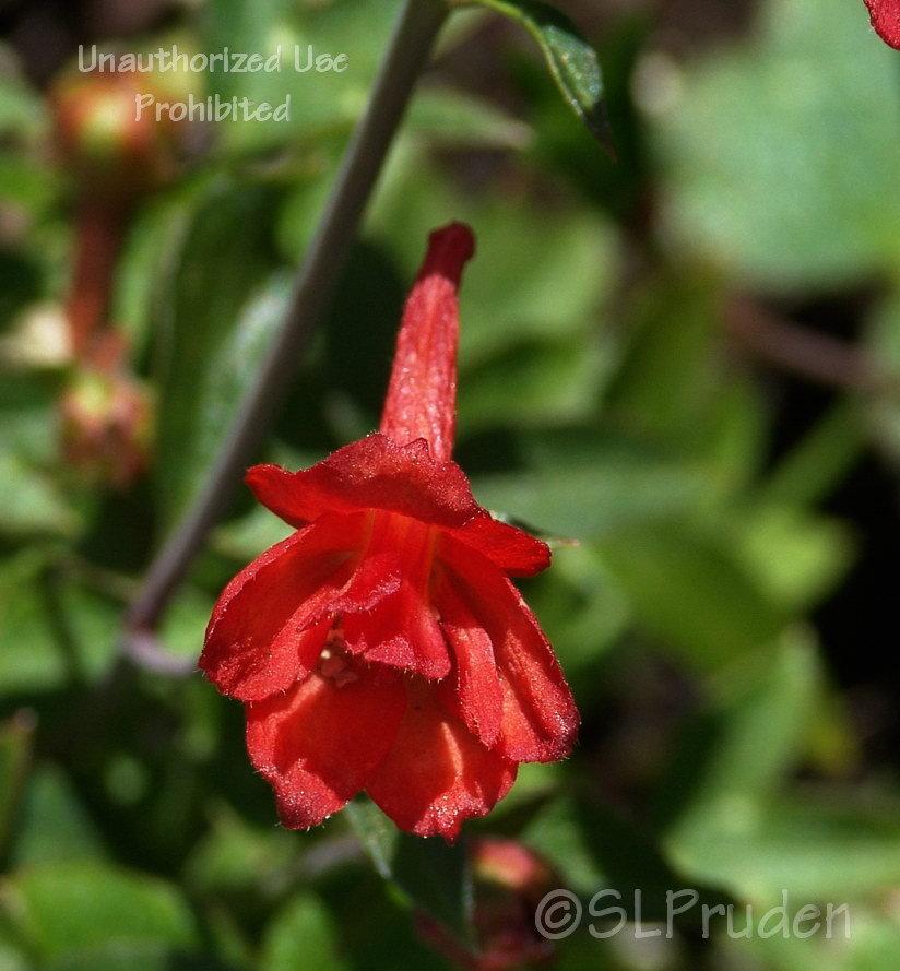 Red Larspur (Delphinium nudicaule 'Laurin') in the Delphiniums Database ...
