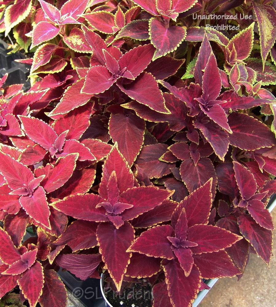 Coleus (Coleus scutellarioides 'Oxblood') in the Coleus Database ...