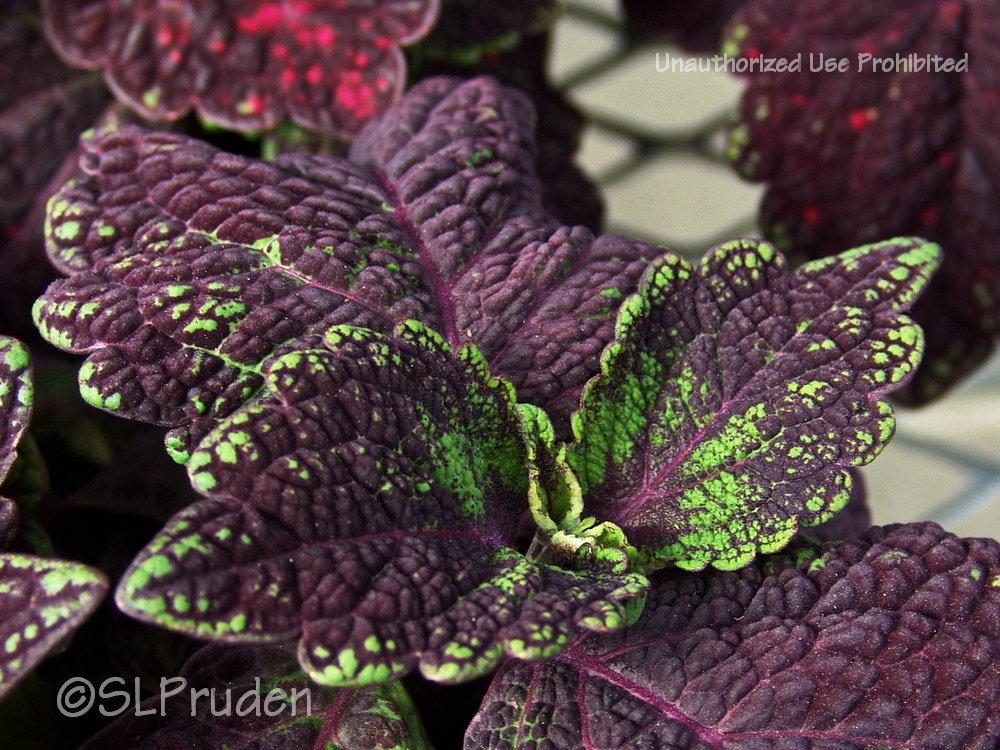 Photo of the leaves of Coleus (Coleus scutellarioides 'Solar Sunrise ...