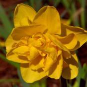 Photo of the bloom of Daffodils (Narcissus) posted by Calif_Sue ...