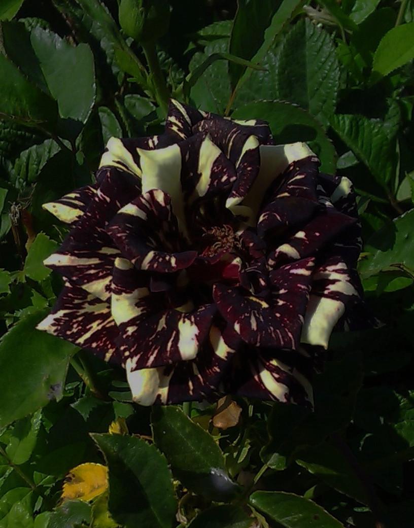 Rose (Rosa 'Hocus Pocus') in the Roses Database - Garden.org