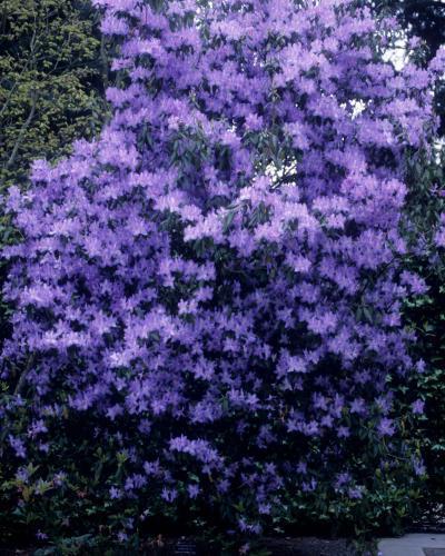 Blue Rhododendron (Rhododendron augustinii 'Electra') in the ...